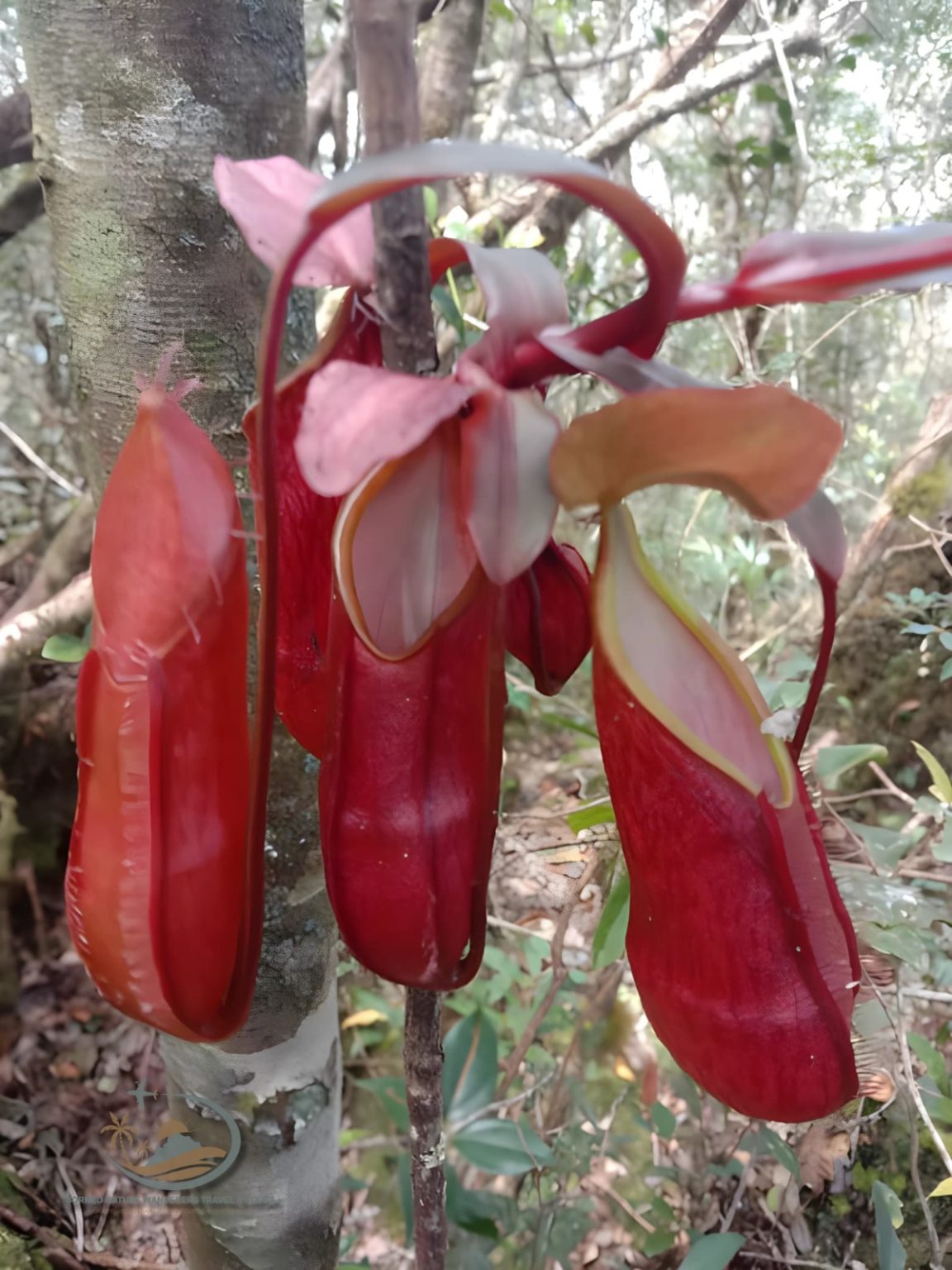 Sabah’s Secret Plant: The Insect-Eating Pitcher – Borneo Nature Wanderers